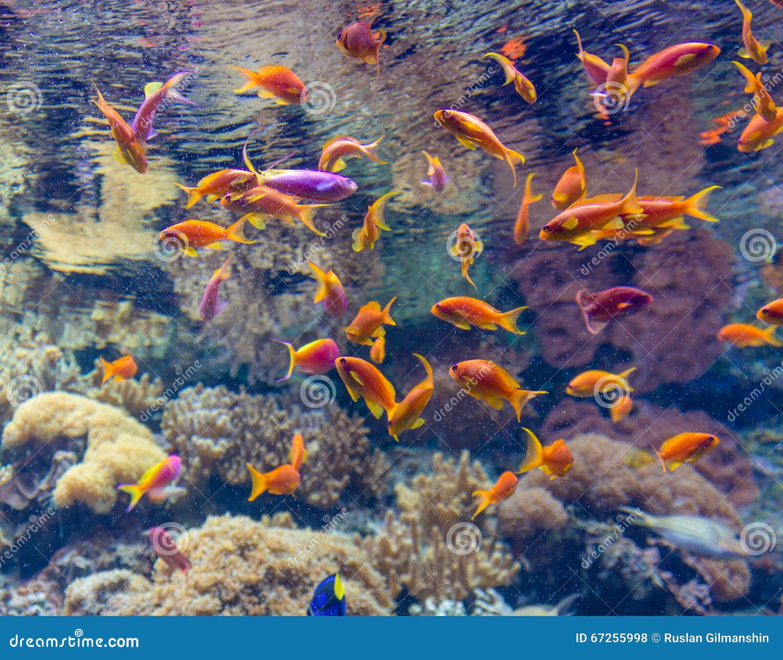 Coral Reef E Pesce Tropicale Al Sole Fotografia Stock - Immagine di ...