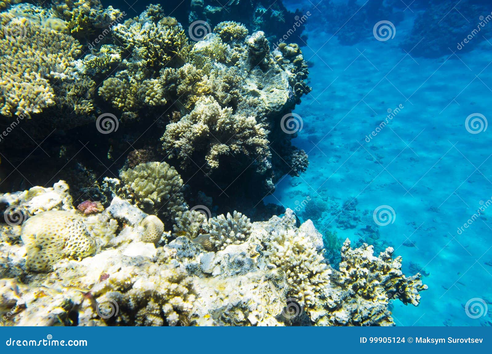 Coral reef on the edge stock photo. Image of biology - 99905124