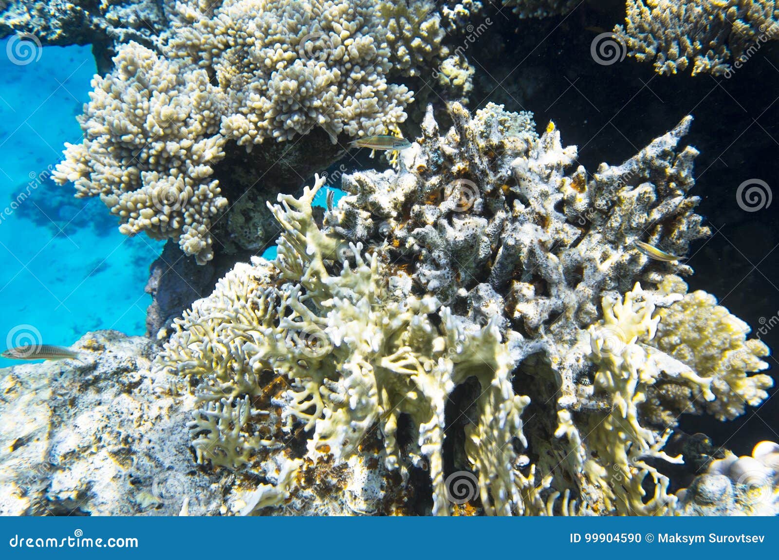 Coral reef on the edge stock photo. Image of reef, marine - 99904590