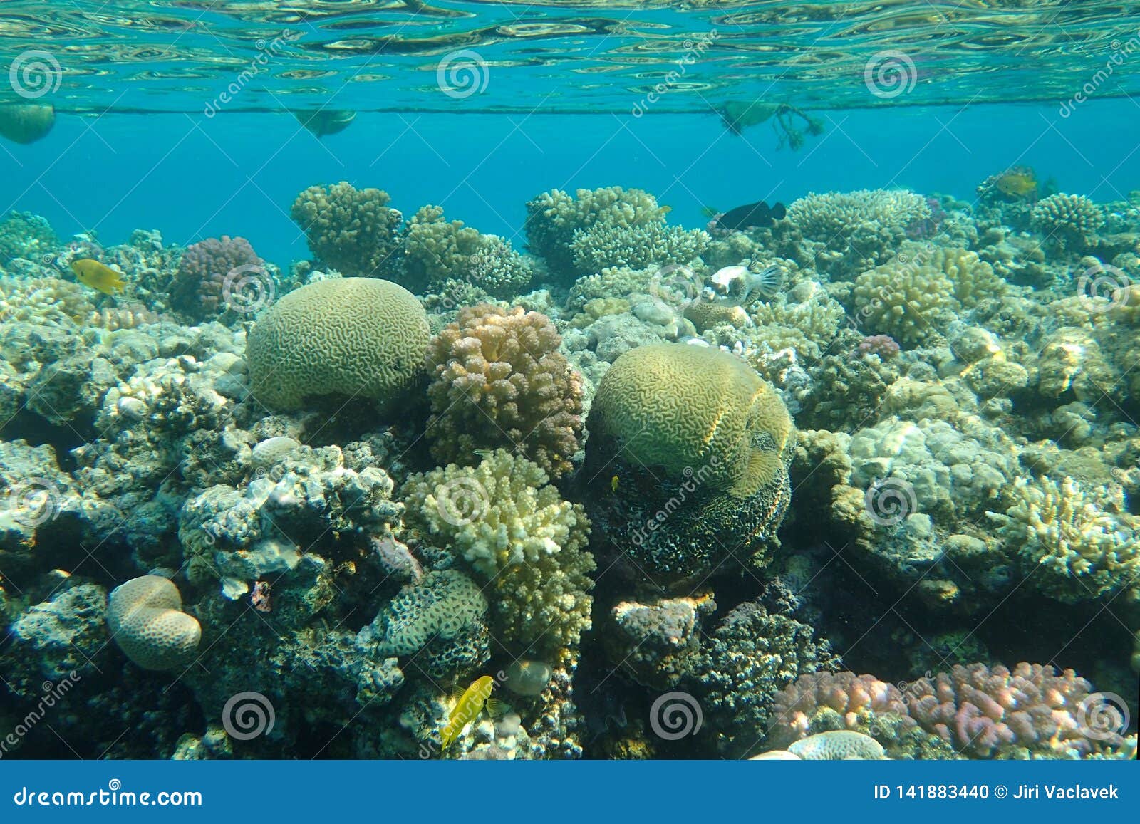 Coral reef in egypt stock photo. Image of ecosystem - 141883440