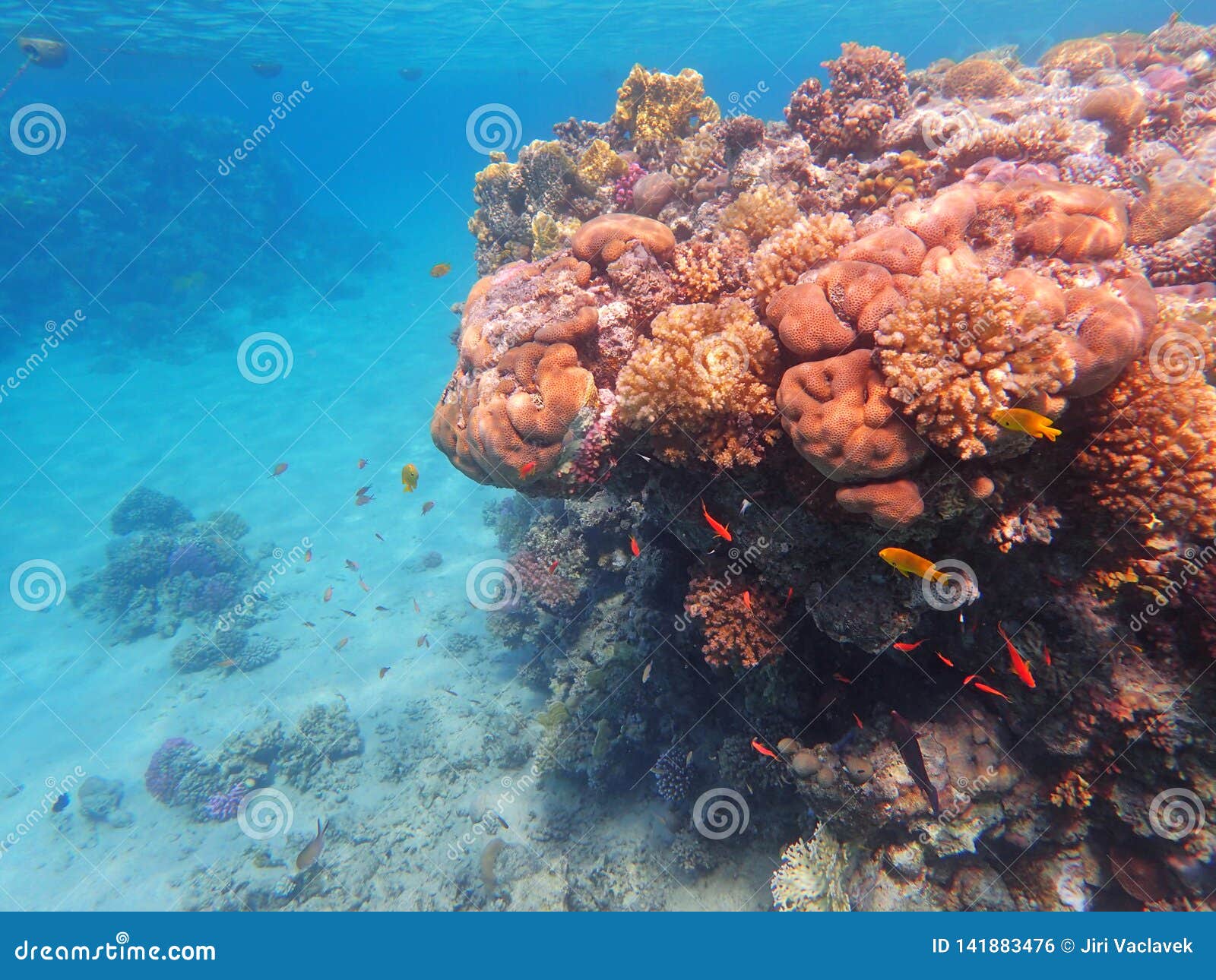 Coral reef in egypt stock photo. Image of exotic, reefs - 141883476