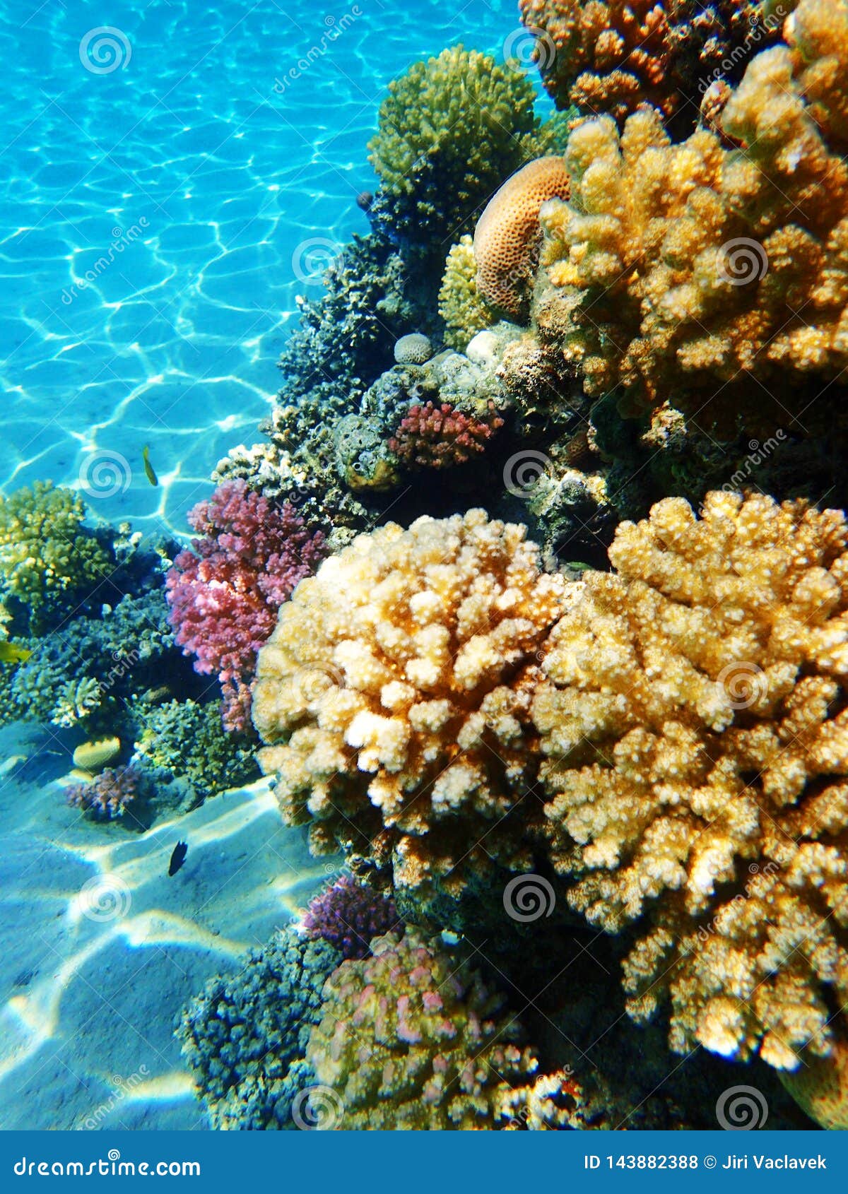 Coral reef in egypt stock photo. Image of ocean, travel - 143882388