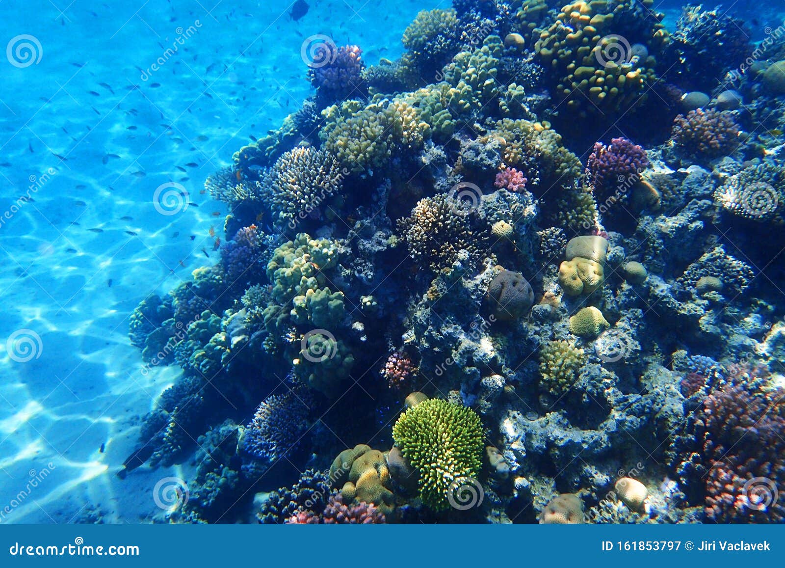 Coral reef in Egypt stock image. Image of animal, reef - 161853797