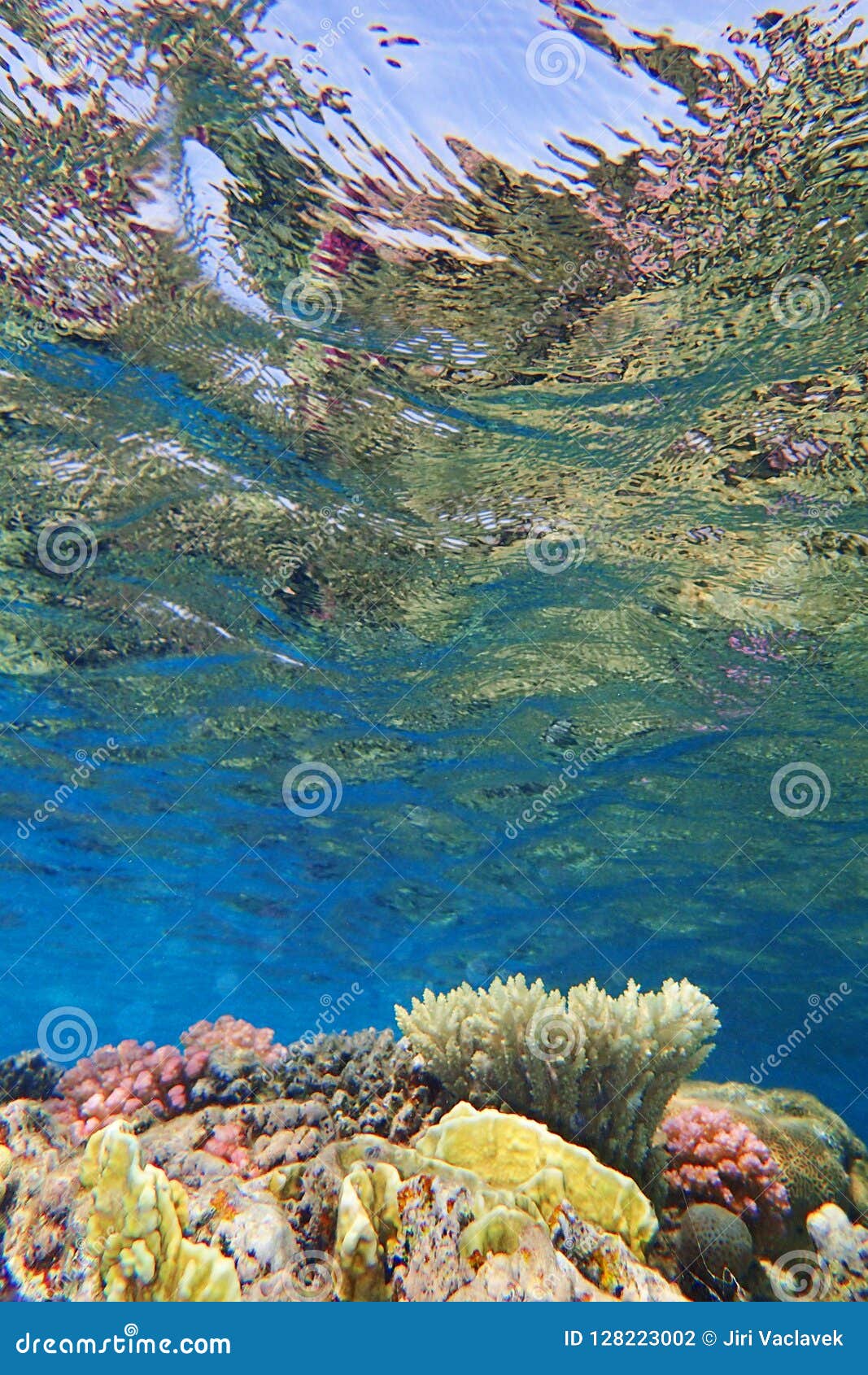 Coral reef in Egypt stock photo. Image of reef, colorful - 128223002