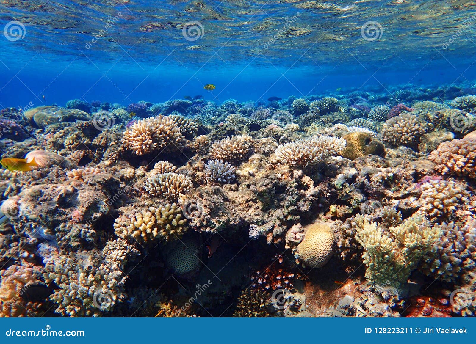 Coral reef in Egypt stock image. Image of coral, bubbles - 128223211