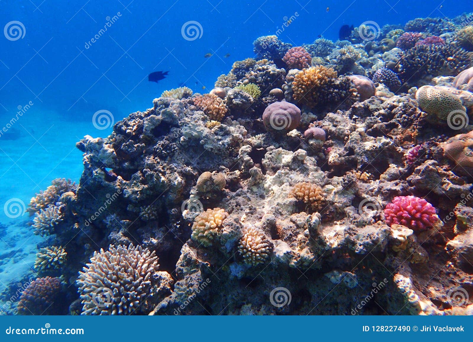Coral reef in Egypt stock photo. Image of ocean, travel - 128227490