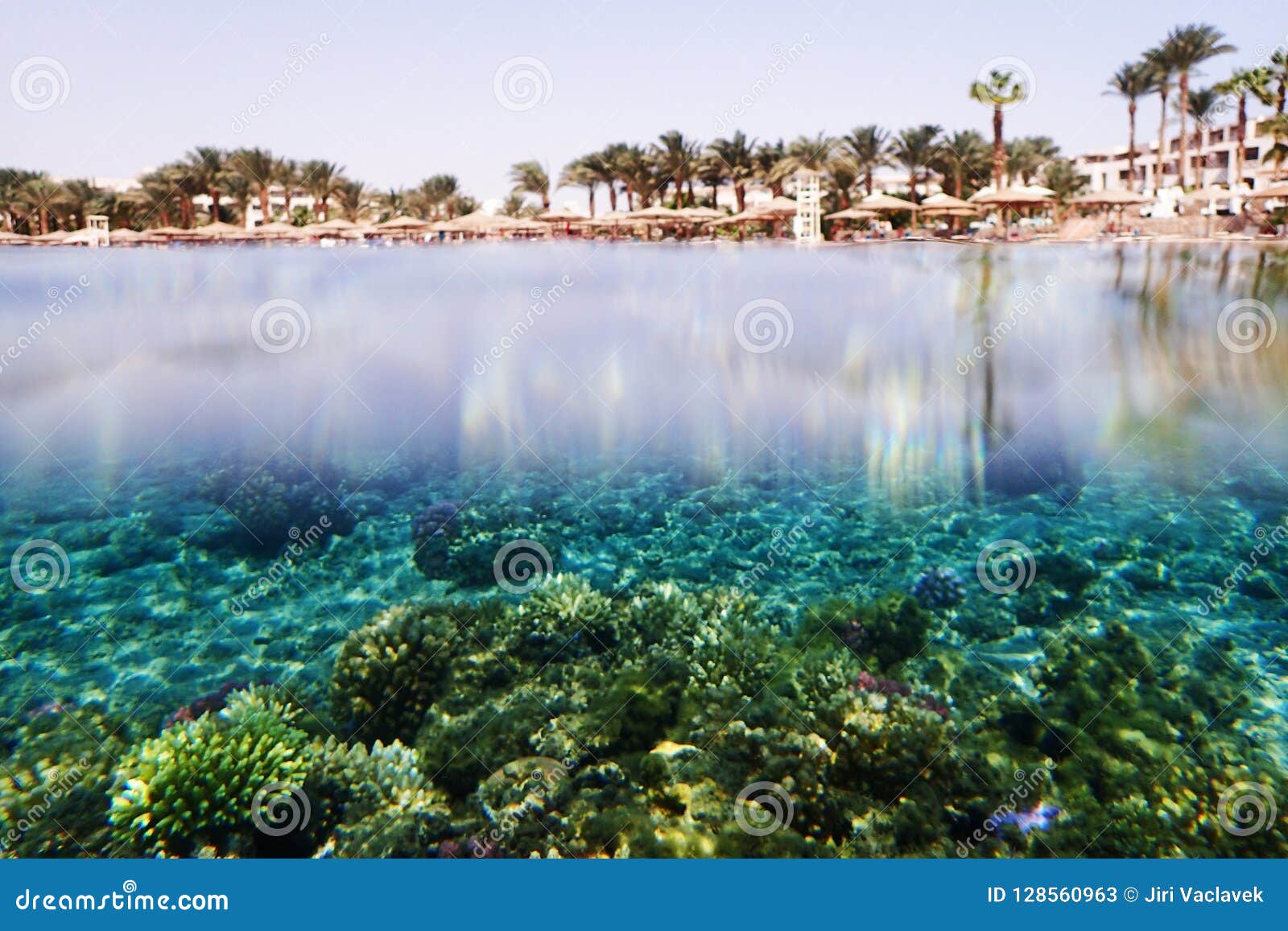 Coral reef in Egypt stock image. Image of life, diving - 128560963