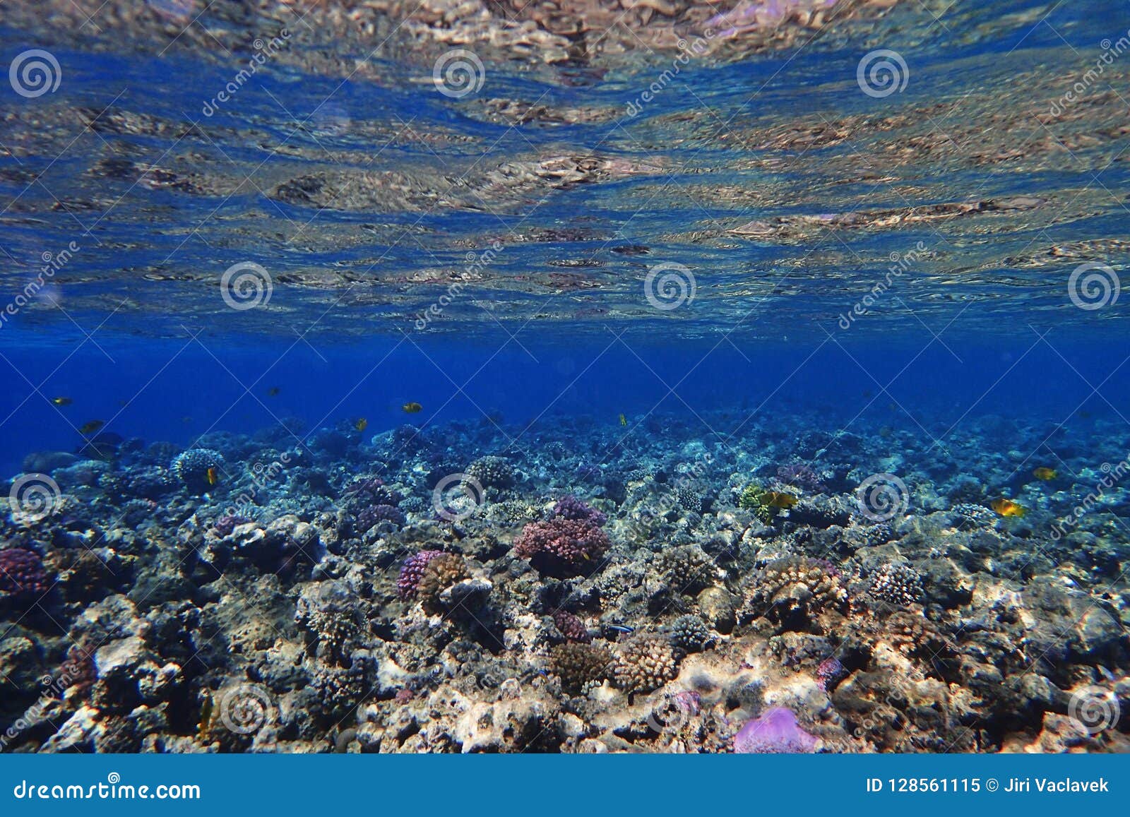 Coral reef in Egypt stock image. Image of life, diving - 128561115