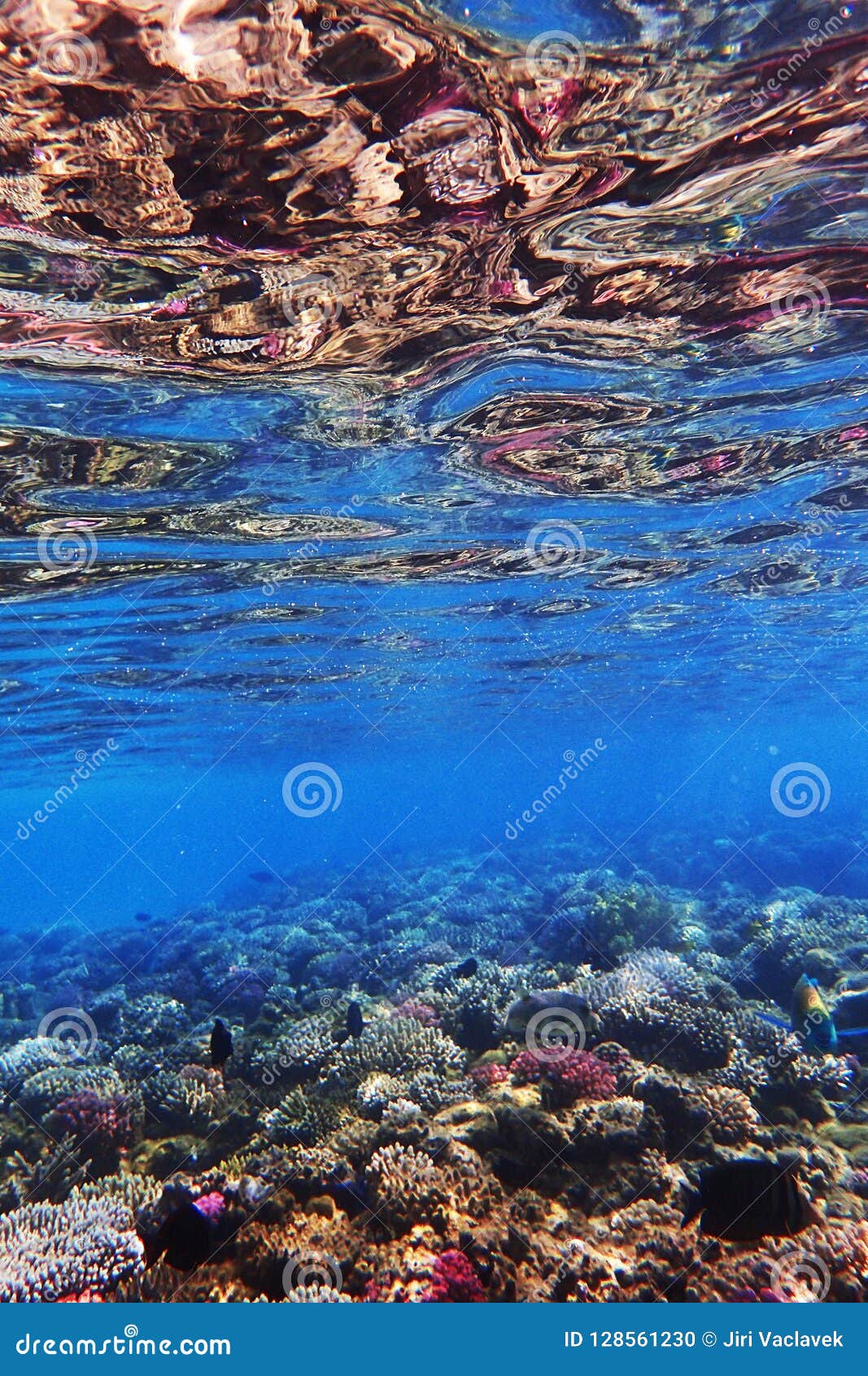 Coral reef in Egypt stock photo. Image of reefs, nature - 128561230