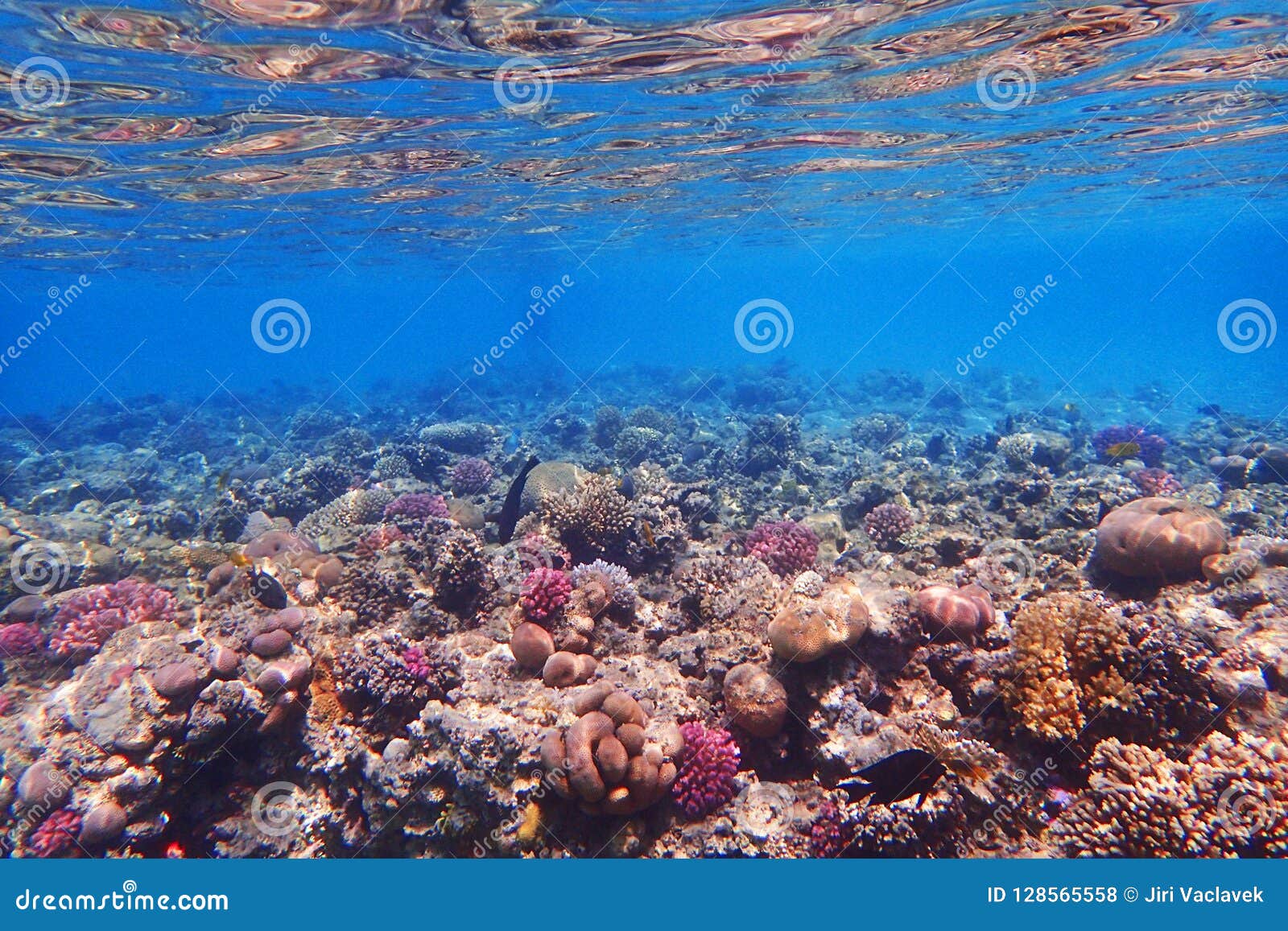 Coral reef in Egypt stock photo. Image of landscape - 128565558