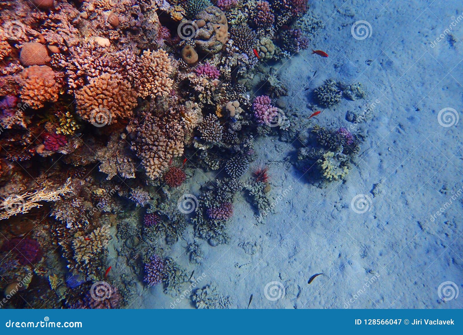 Coral reef in Egypt stock image. Image of snorkel, dream - 128566047
