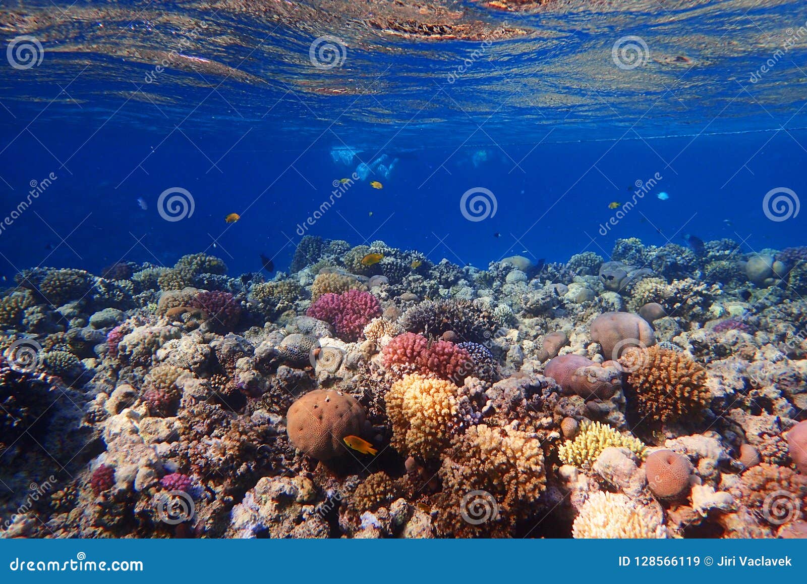 Coral reef in Egypt stock image. Image of scuba, animal - 128566119