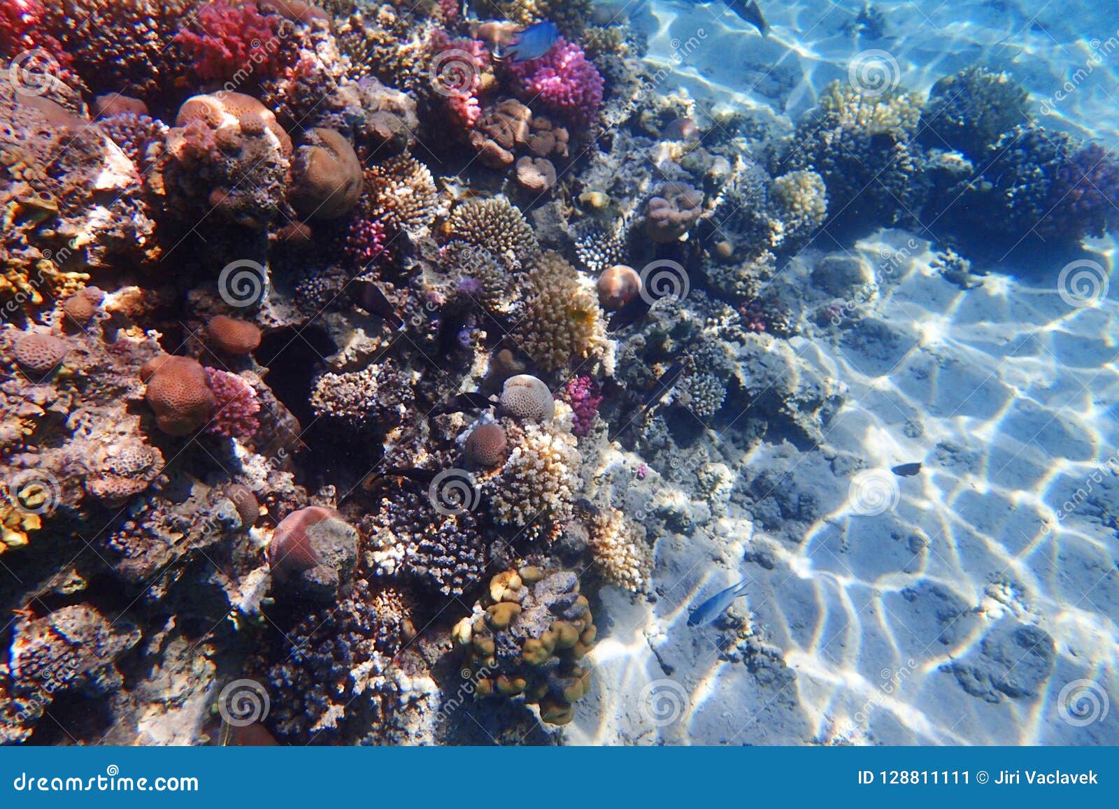 Coral reef in Egypt stock image. Image of hurghada, scuba - 128811111