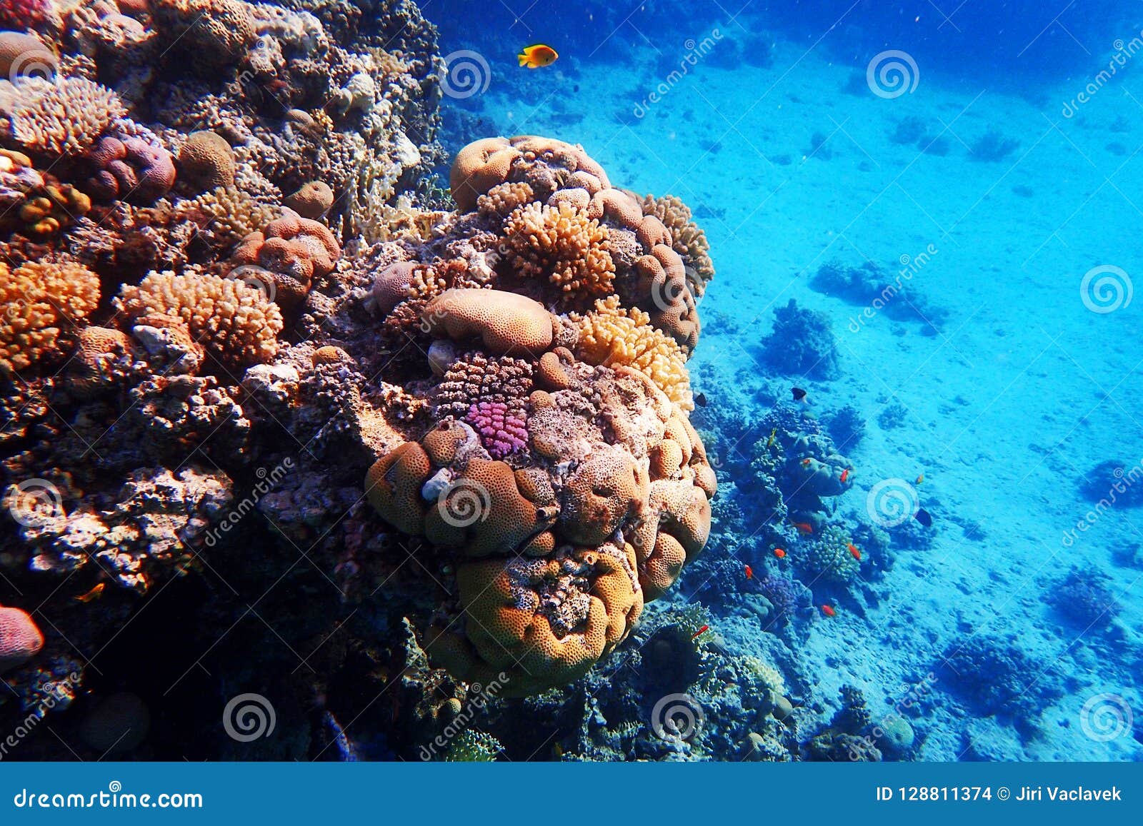 Coral reef in Egypt stock photo. Image of reefs, dream - 128811374