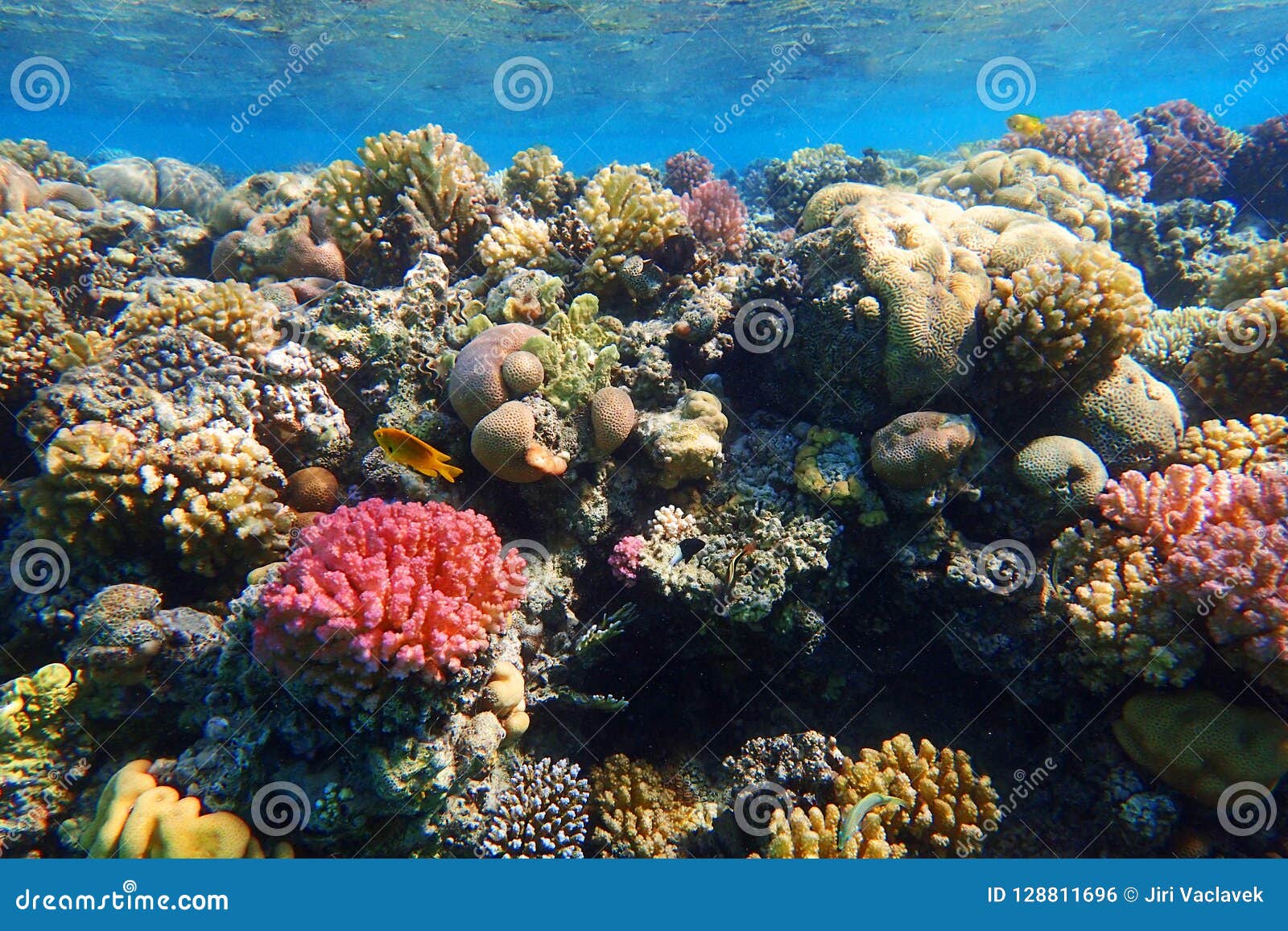 Coral reef in Egypt stock photo. Image of colorful, fish - 128811696