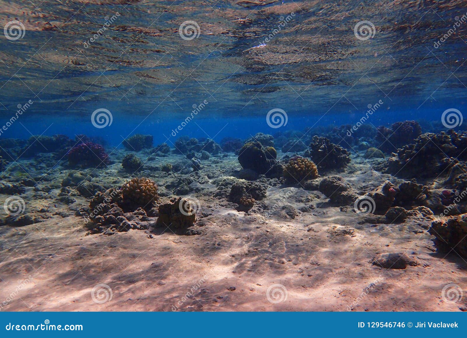 Coral reef in Egypt stock photo. Image of scuba, diving - 129546746