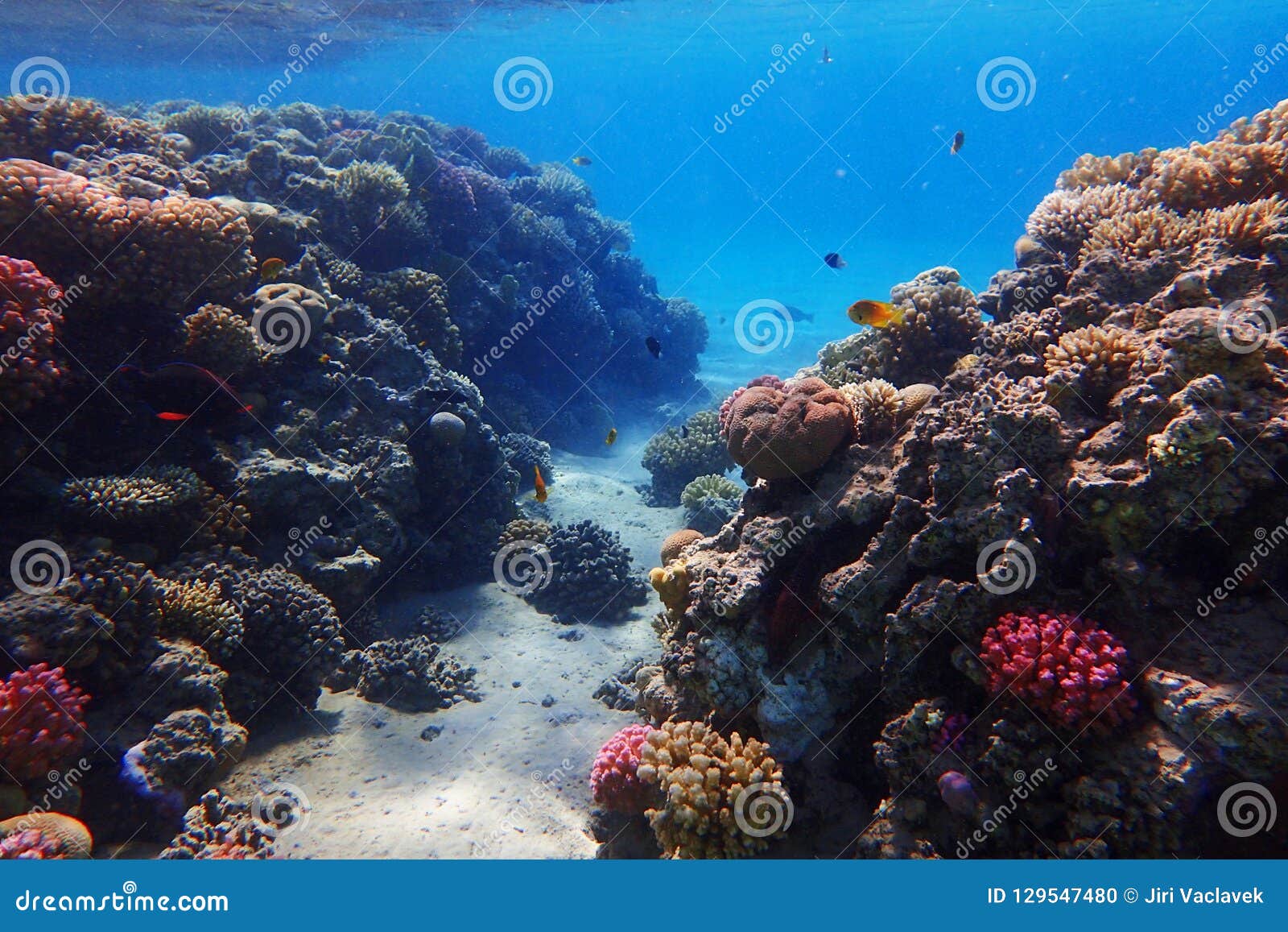 Coral reef in Egypt stock photo. Image of hurghada, sharm - 129547480