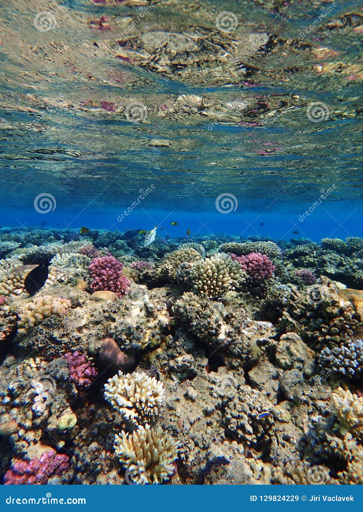 Coral reef in Egypt stock image. Image of scuba, tourism - 129824229