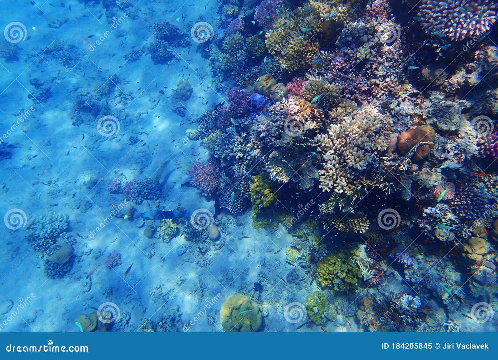 Coral Reef in Egypt in Hurghada Stock Image - Image of hawaii, life ...