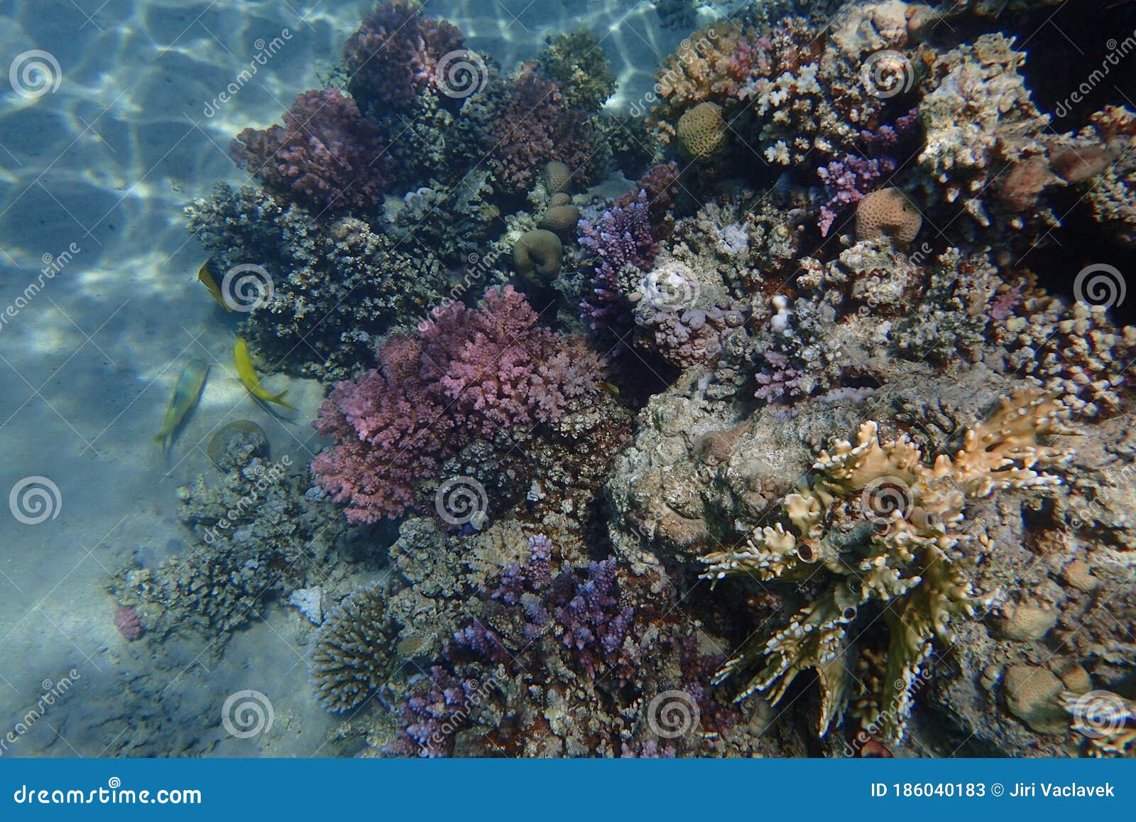Coral Reef in Egypt in Hurghada Stock Image - Image of fish, coral ...