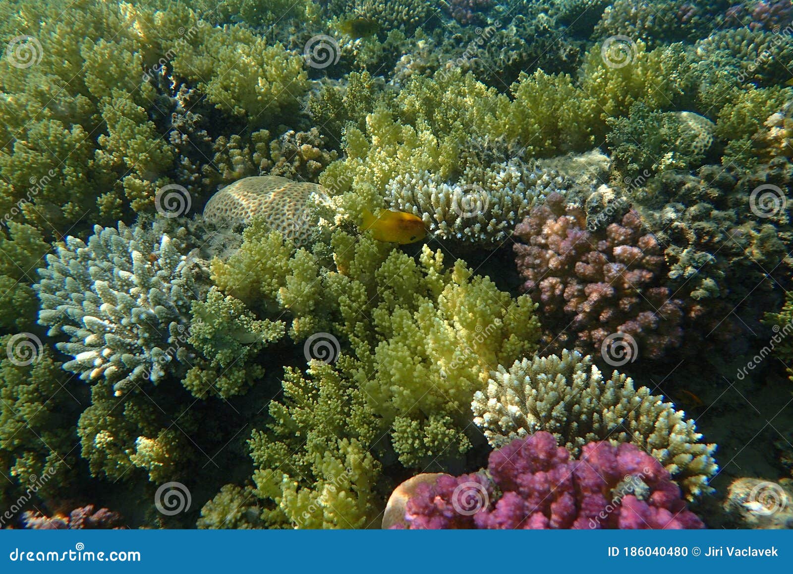 Coral Reef in Egypt in Hurghada Stock Photo - Image of life, coral ...