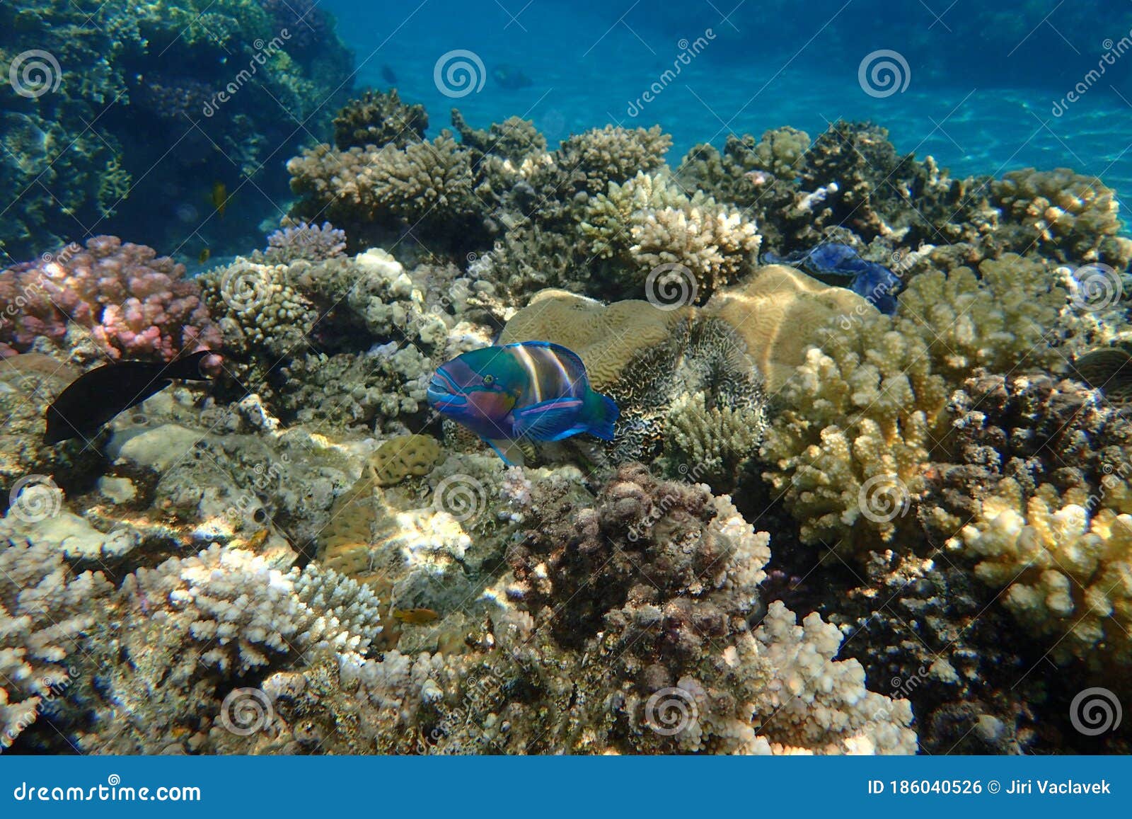 Coral Reef in Egypt in Hurghada Stock Photo - Image of caribbean ...