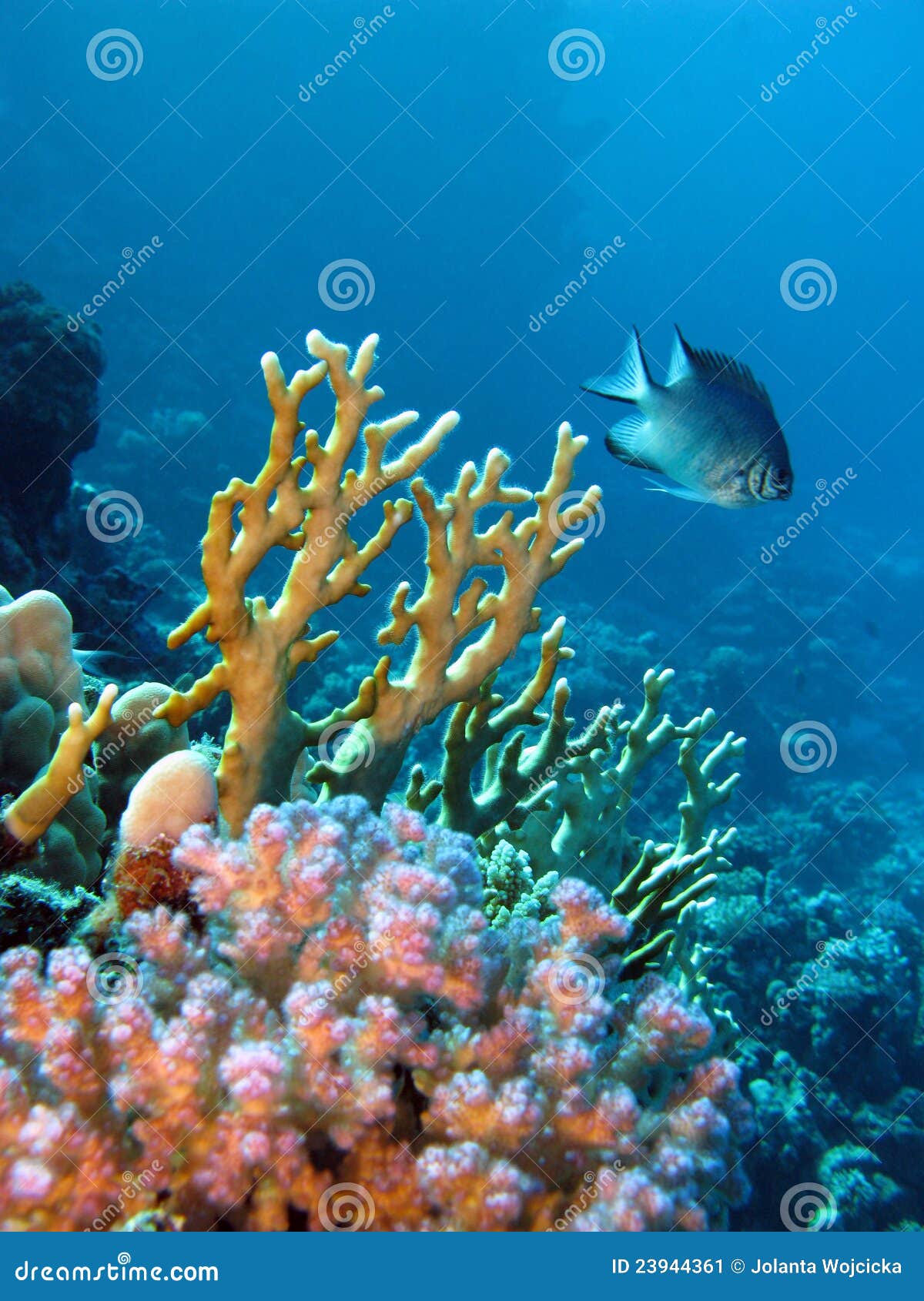 Coral Reef with Exotic Fish Stock Image - Image of animal, blue: 23944361