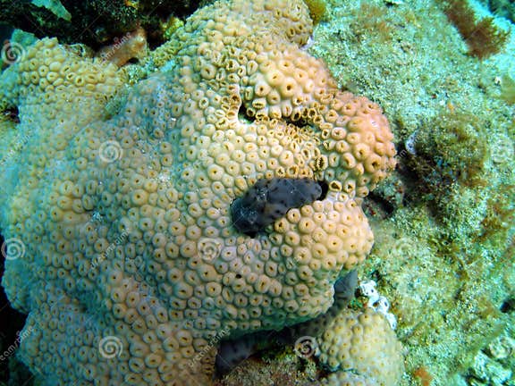 Coral Reef Face stock image. Image of water, underwater - 13119135