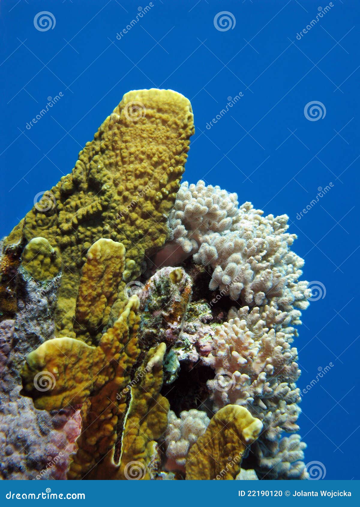 Coral reef with fire coral stock photo. Image of wildlife - 22190120