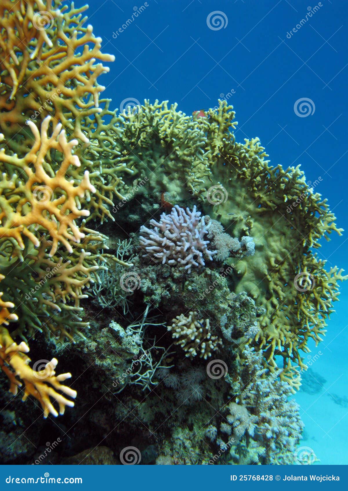 Coral reef with fire coral stock photo. Image of calendar - 25768428