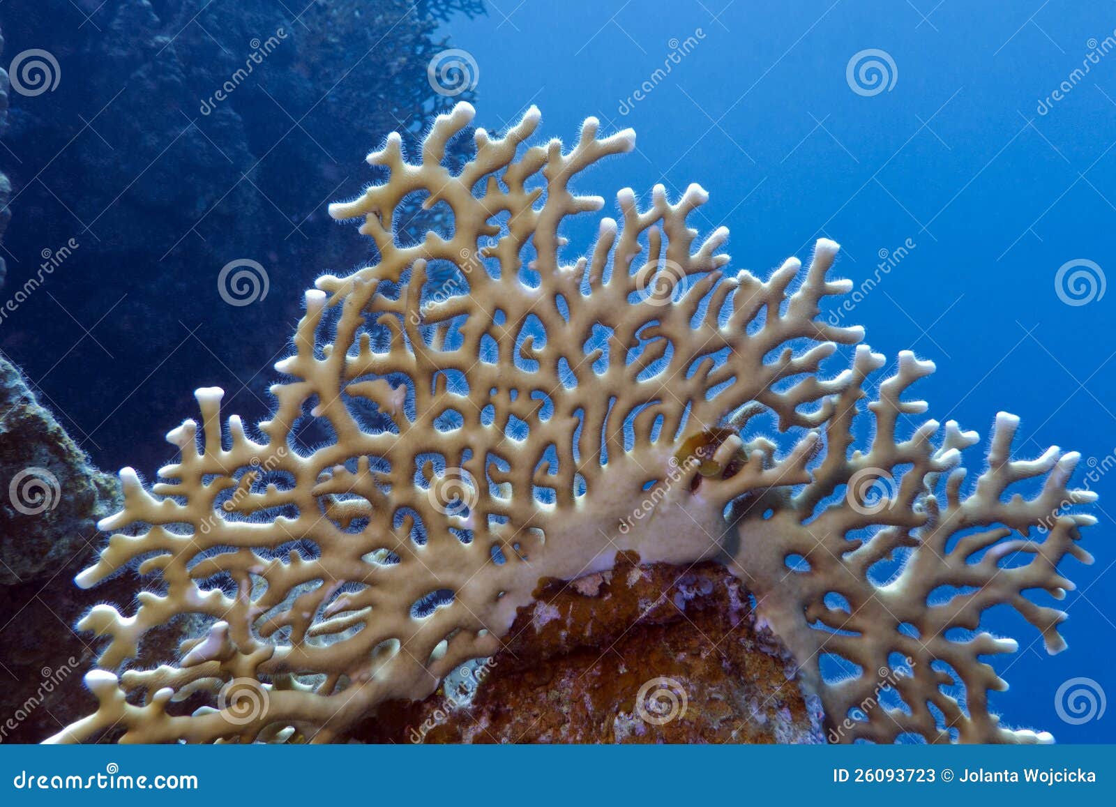 Coral reef with fire coral stock image. Image of marine - 26093723