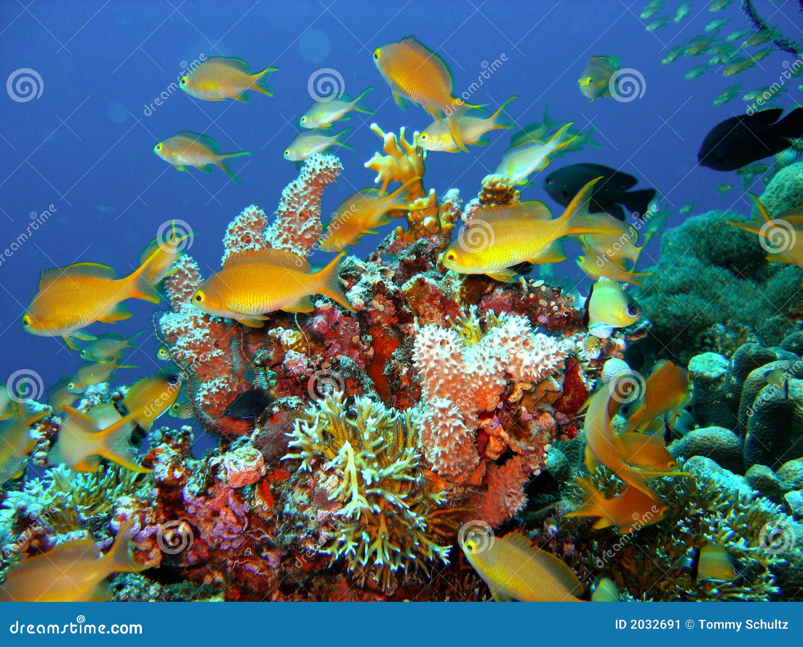 Coral reef fish stock image. Image of mexico, diver, angelfish - 2032691