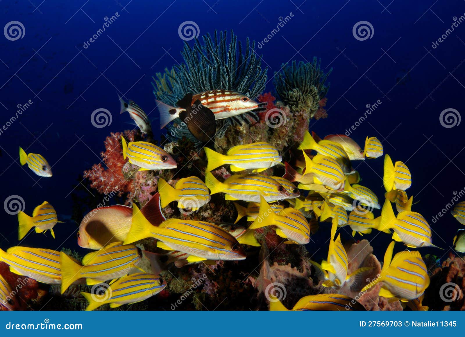 Coral reef fish stock image. Image of carnival, island - 27569703