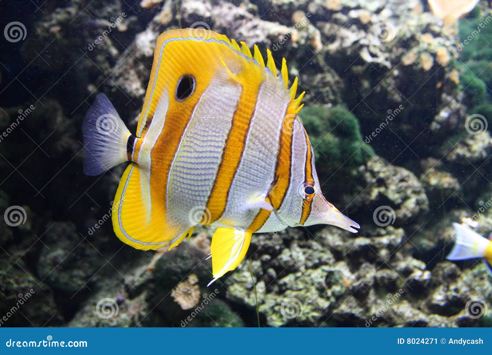 Coral reef fish stock image. Image of reef, stripped, life - 8024271