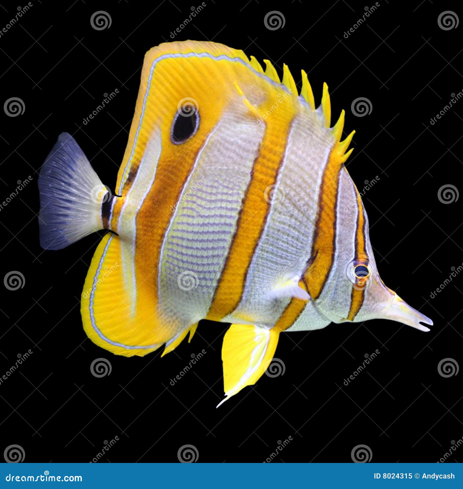 Coral reef fish stock image. Image of life, white, reef - 8024315