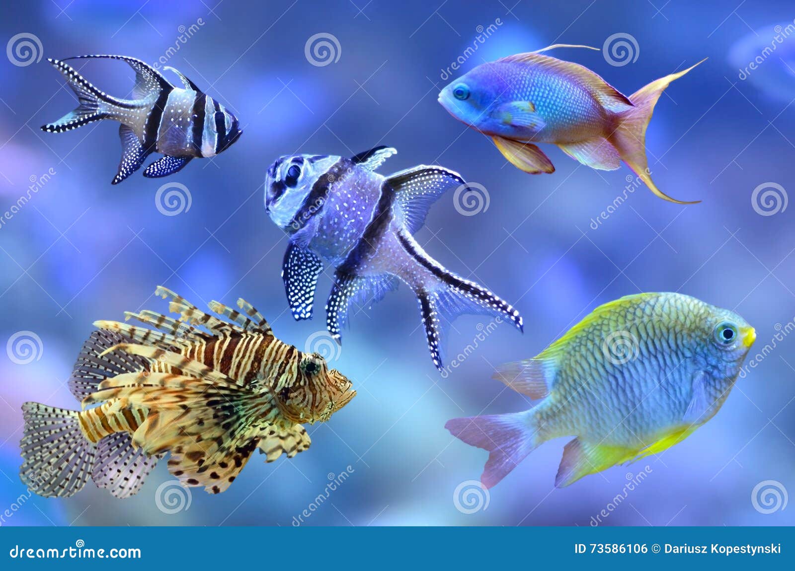 Coral reef fish stock photo. Image of alive, reef, blue - 73586106