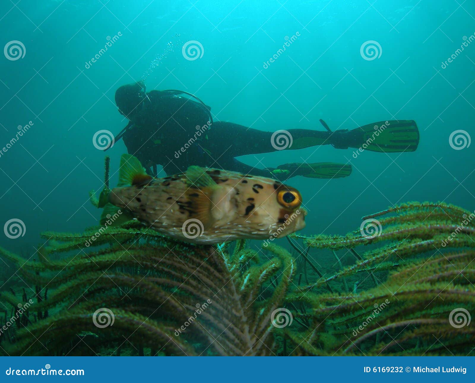 Coral Reef, Fish and Diver stock photo. Image of safety - 6169232