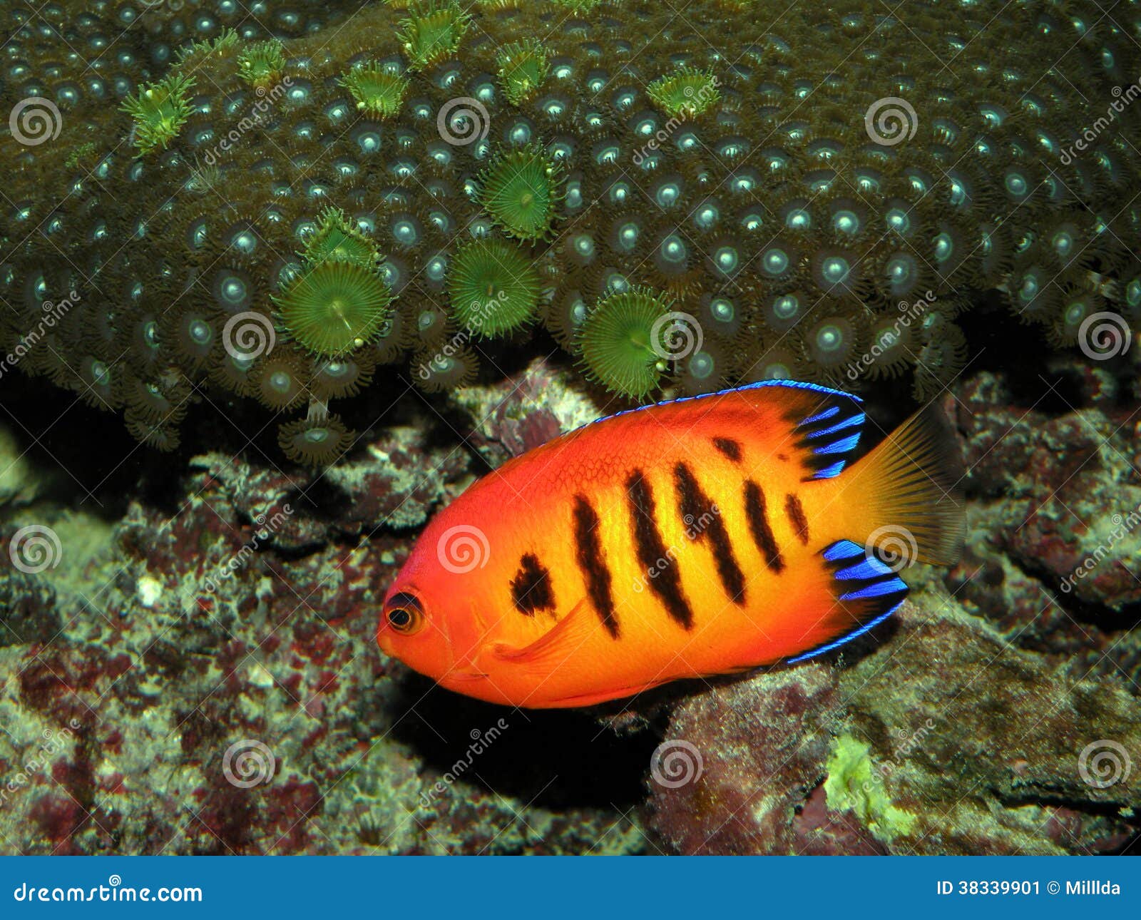 Coral reef and fish stock image. Image of blue, pink - 38339901