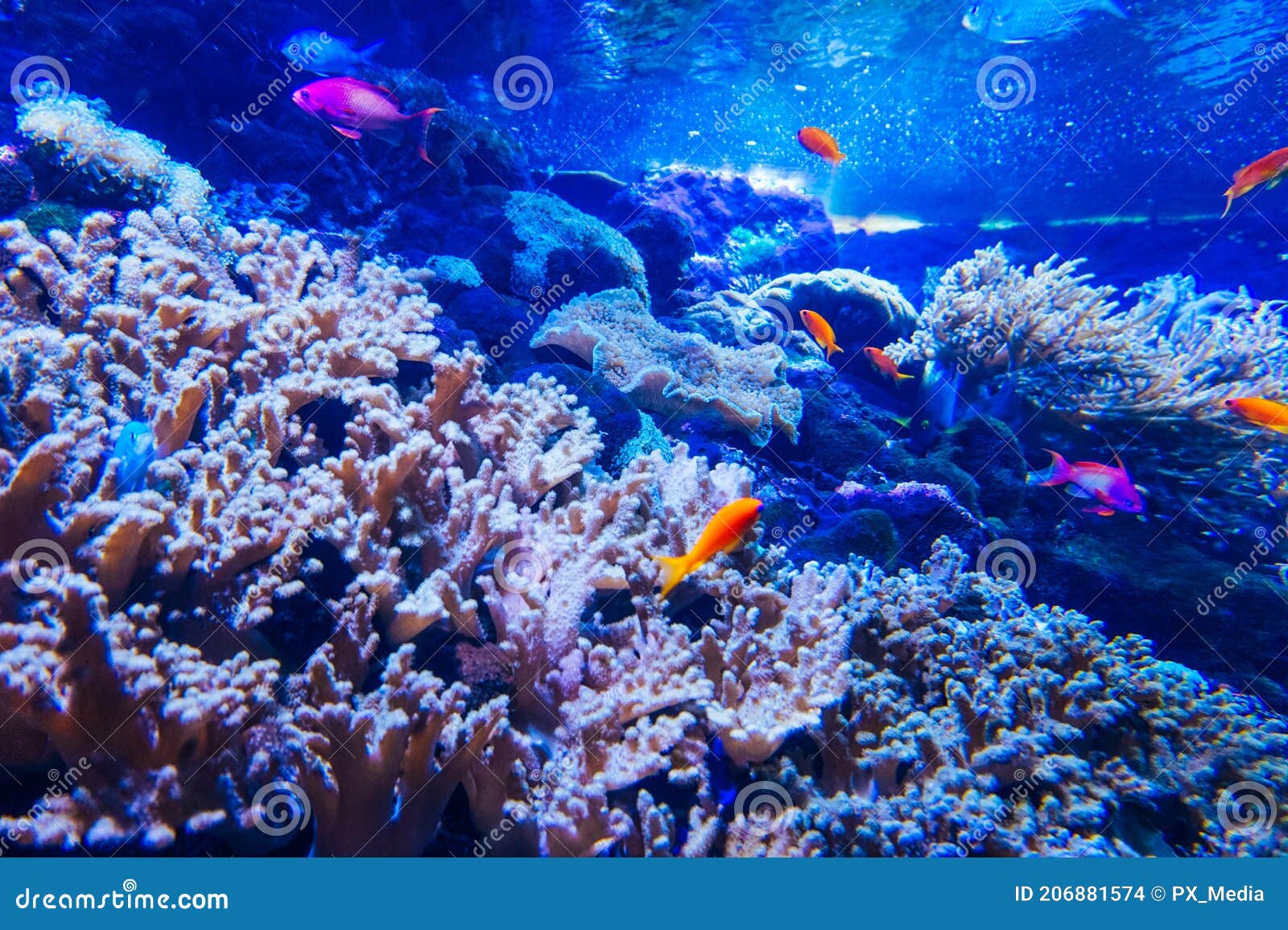 Coral Reef, Fish - Saltwater Aquarium Stock Photo - Image of aquatic ...