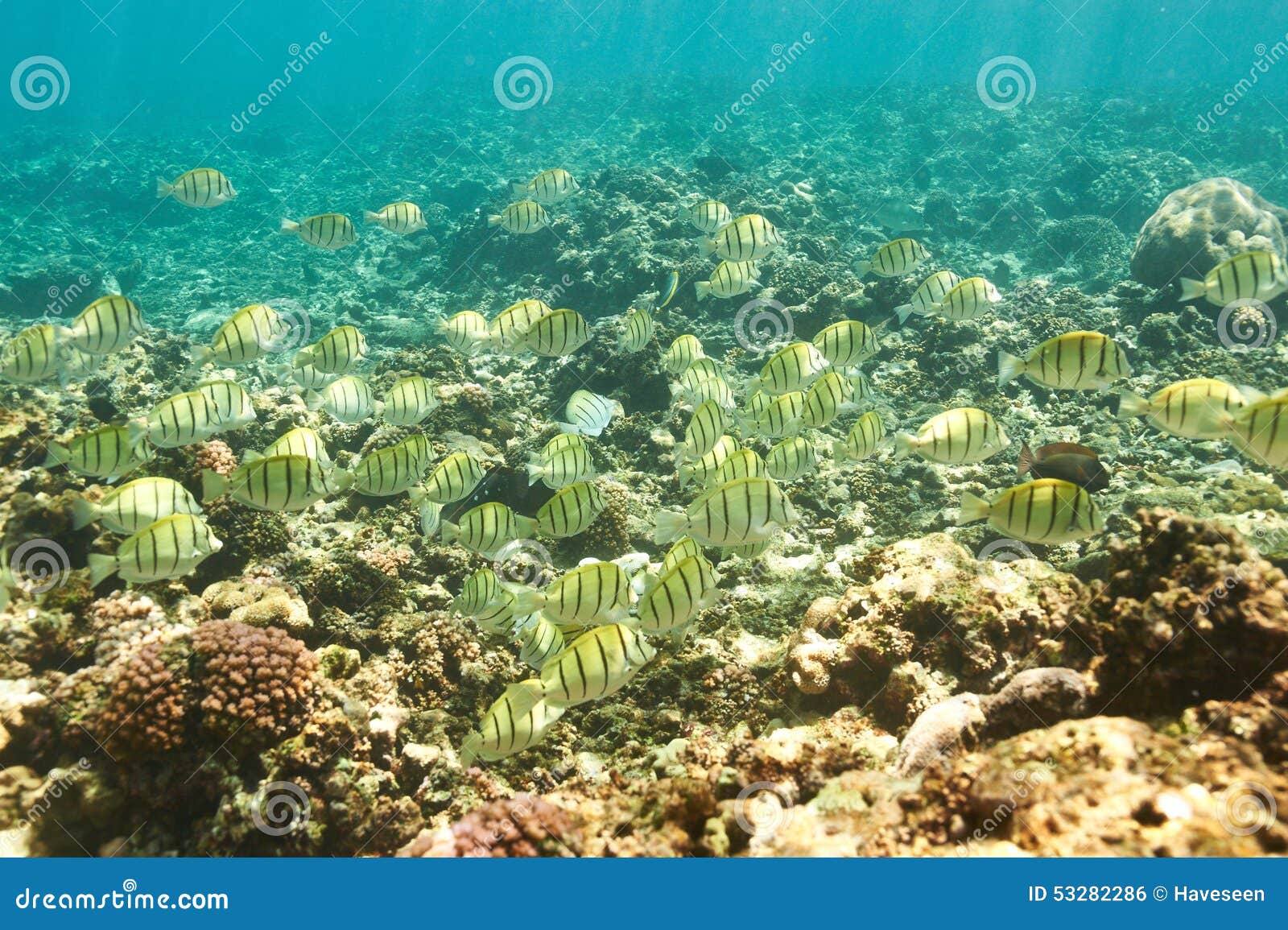 Coral reef and fish stock photo. Image of natural, vacation - 53282286