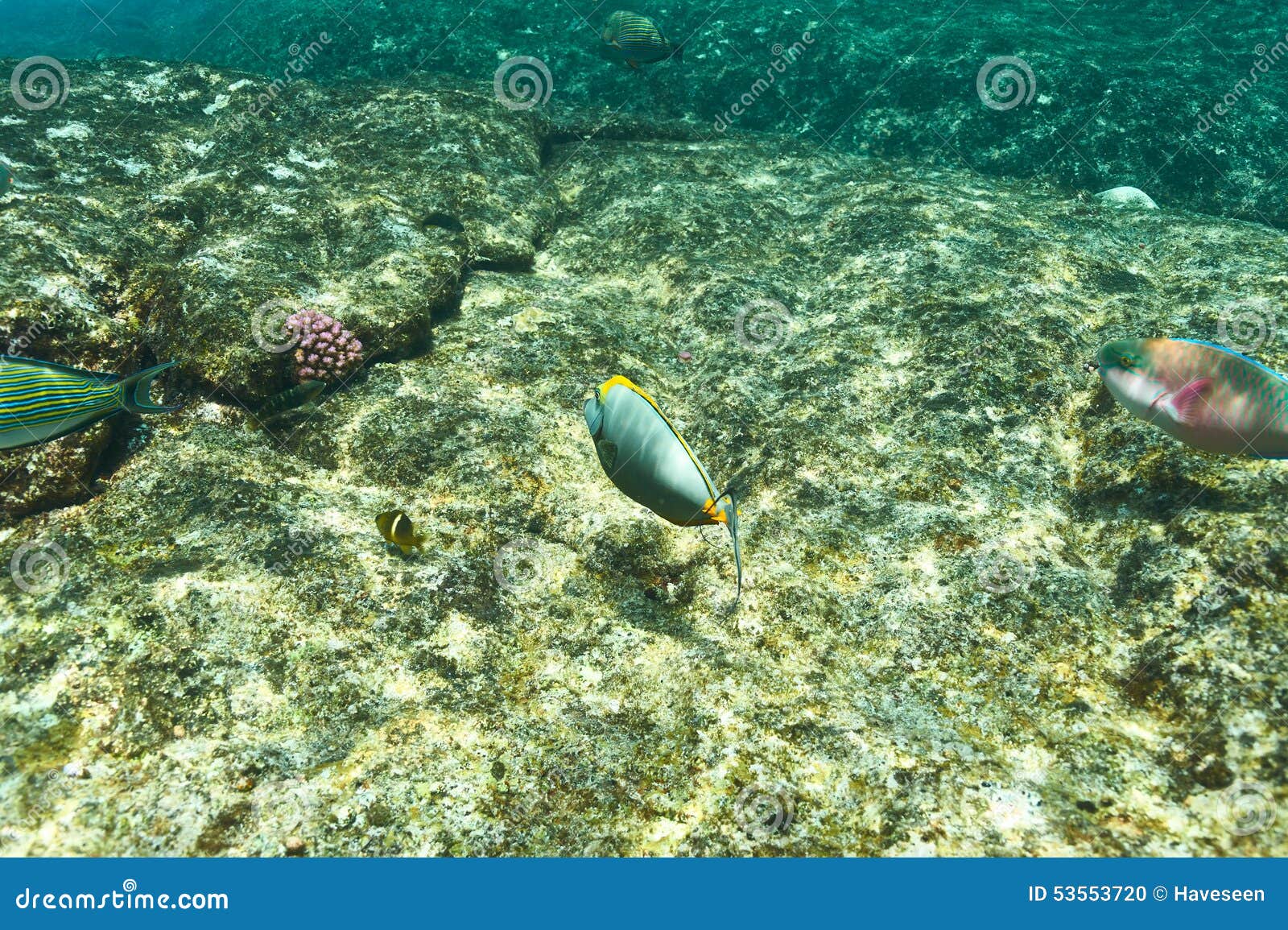 Coral reef and fish stock photo. Image of water, vacation - 53553720