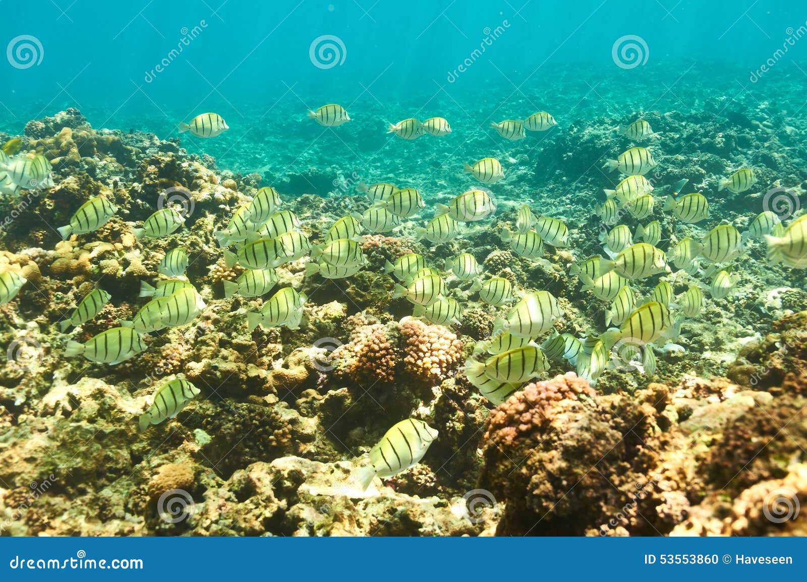Coral reef and fish stock photo. Image of landscape, water - 53553860