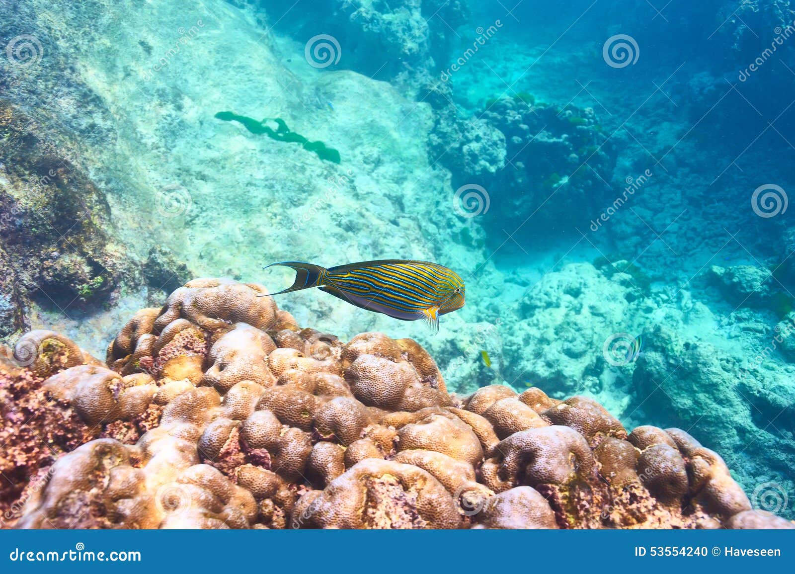 Coral reef and fish stock photo. Image of dive, reef - 53554240