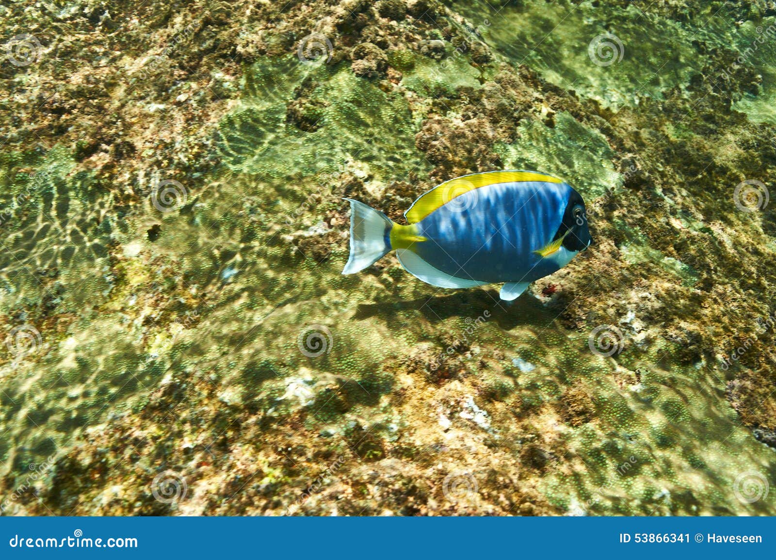 Coral reef and fish stock image. Image of water, reef - 53866341