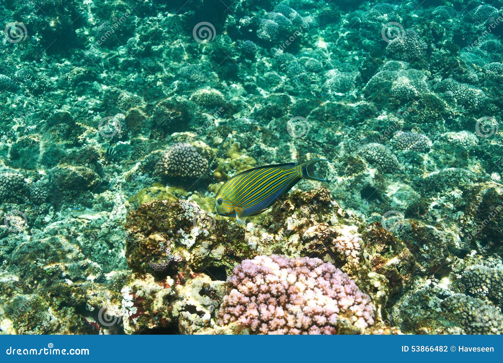 Coral reef and fish stock photo. Image of underwater - 53866482