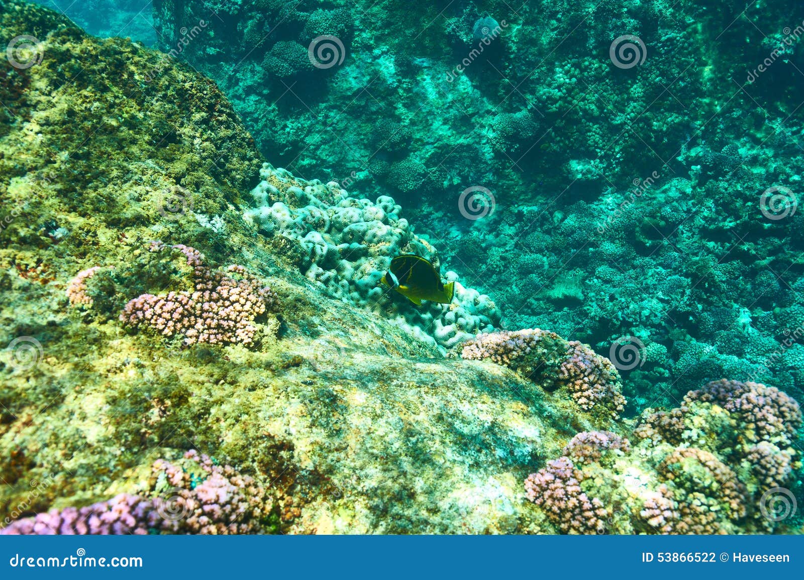 Coral reef and fish stock photo. Image of sand, animal - 53866522