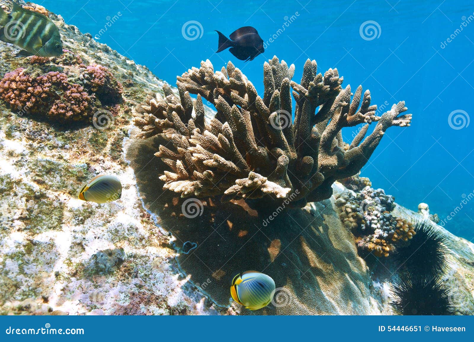 Coral reef and fish stock image. Image of underwater - 54446651