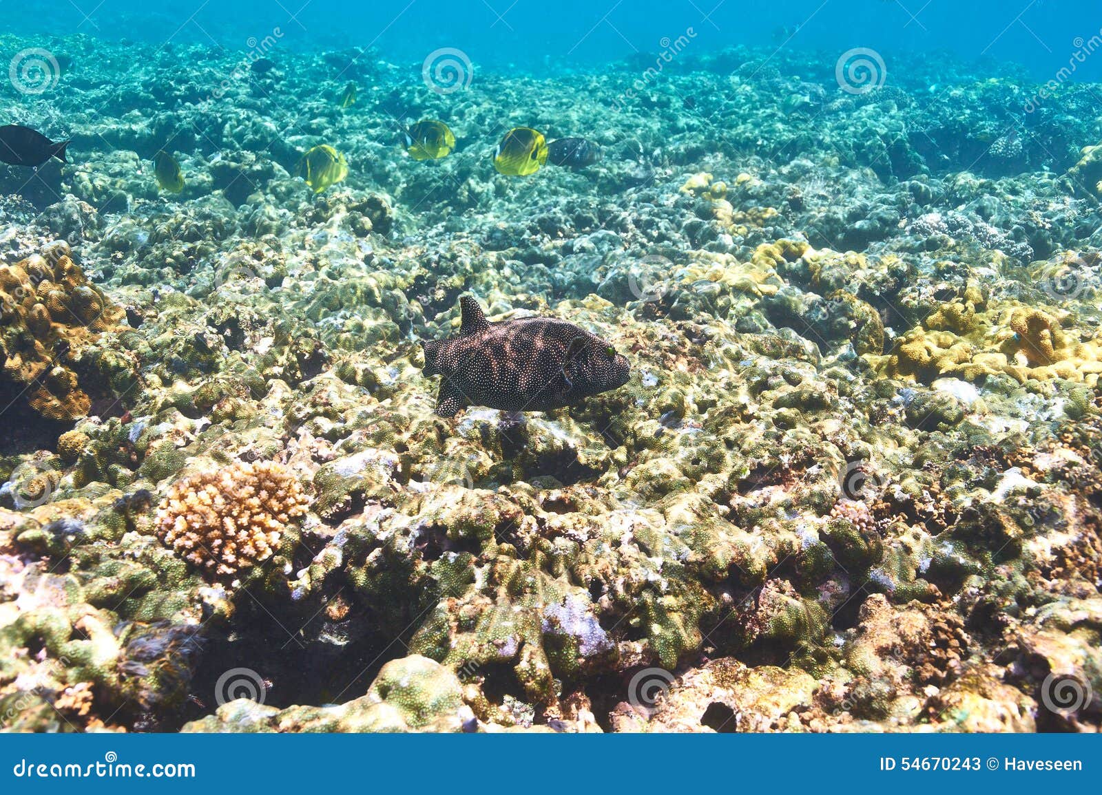 Coral reef and fish stock image. Image of natural, seychelles - 54670243