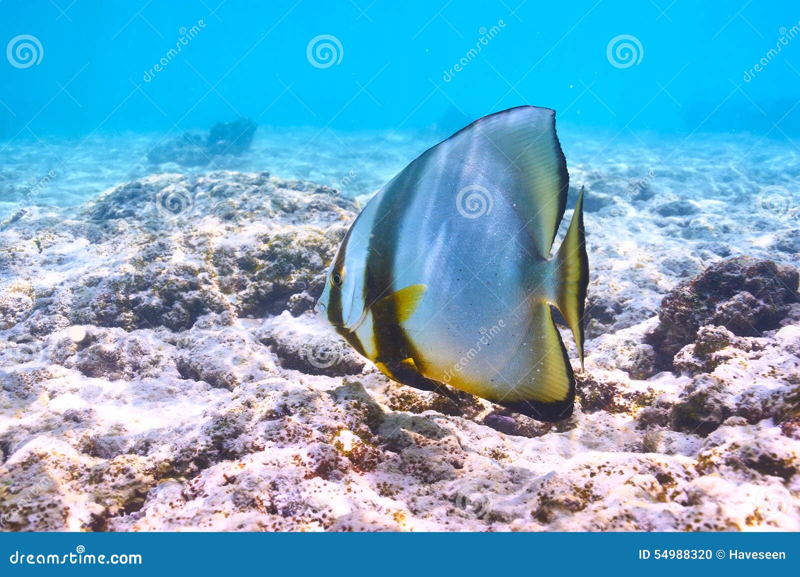 Coral reef and fish stock photo. Image of vacation, seychelles - 54988320
