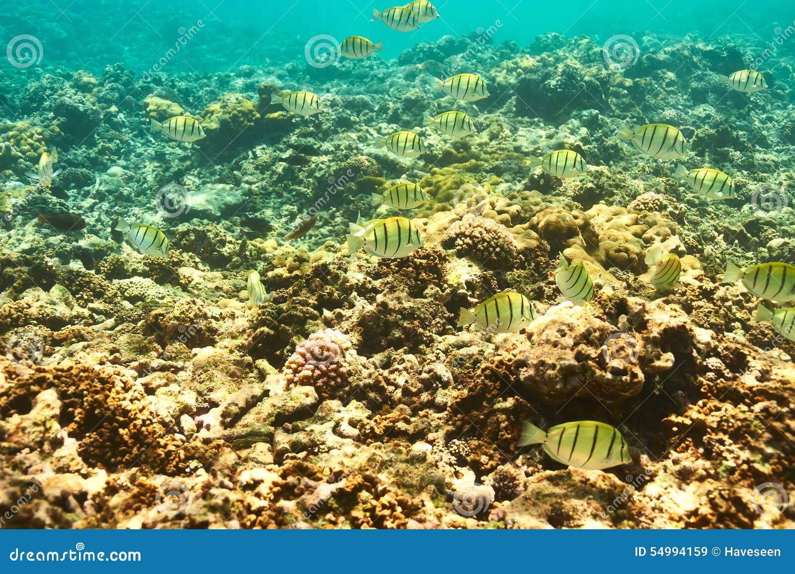 Coral reef and fish stock image. Image of seychelles - 54994159